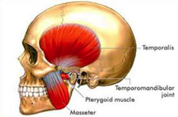 Temporomandibular Disorders (TMD) | Pure Physio