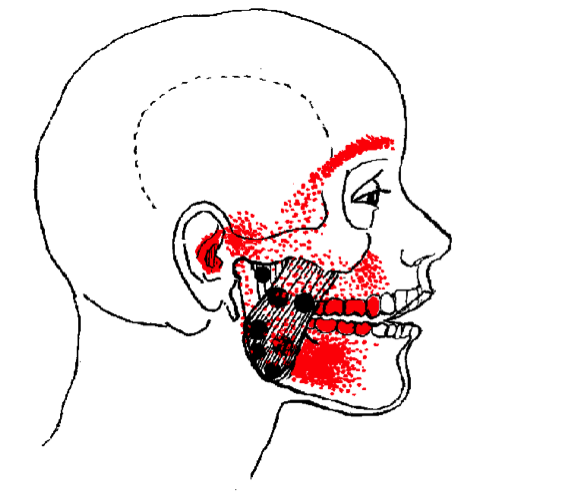 Temporomandibular Disorders (TMD) | Pure Physio